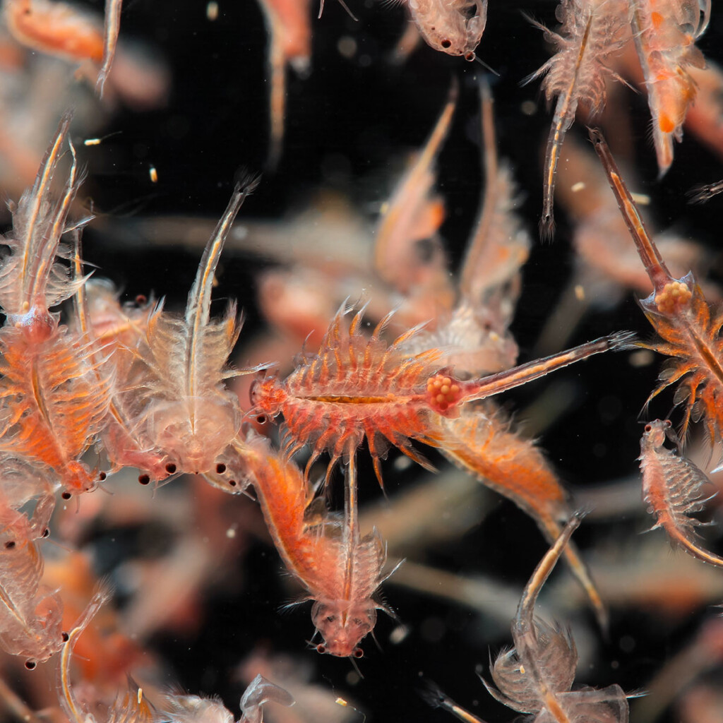 Home | Gulfstream Aquarium Supplies