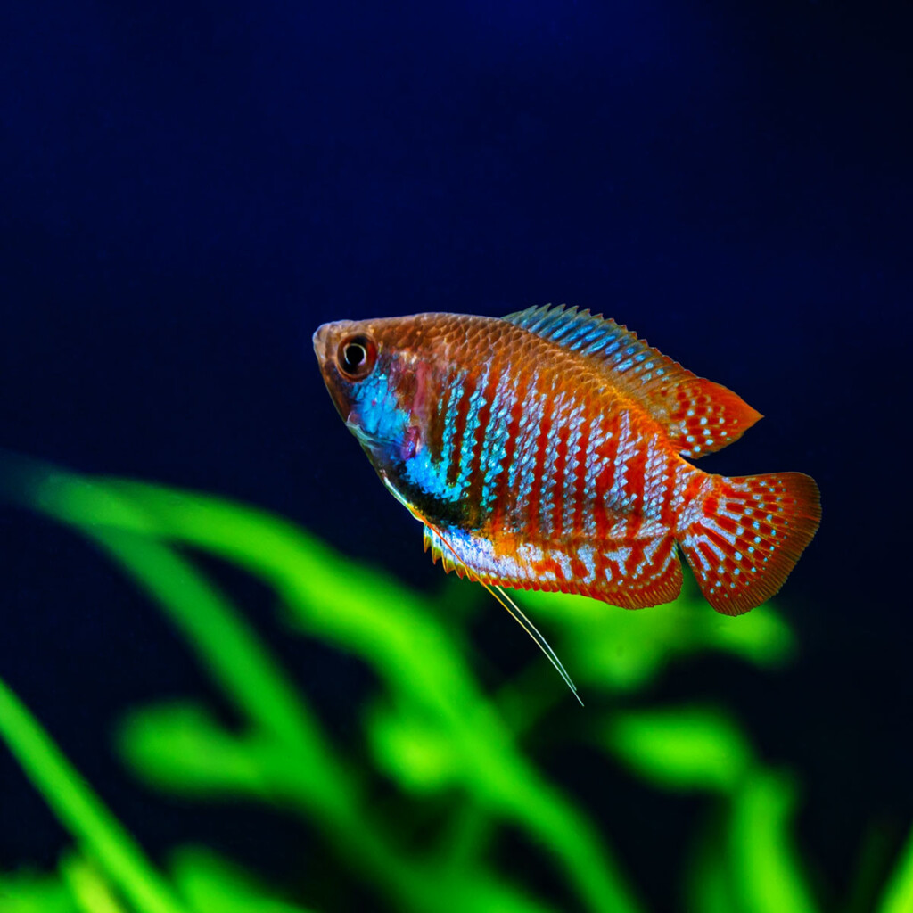 Home | Gulfstream Aquarium Supplies