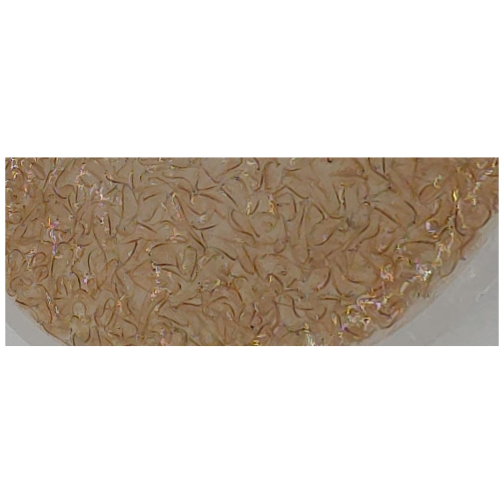 Live Brine Shrimp Flat Pack 1/2 lb | Fresh Aquarium Delights