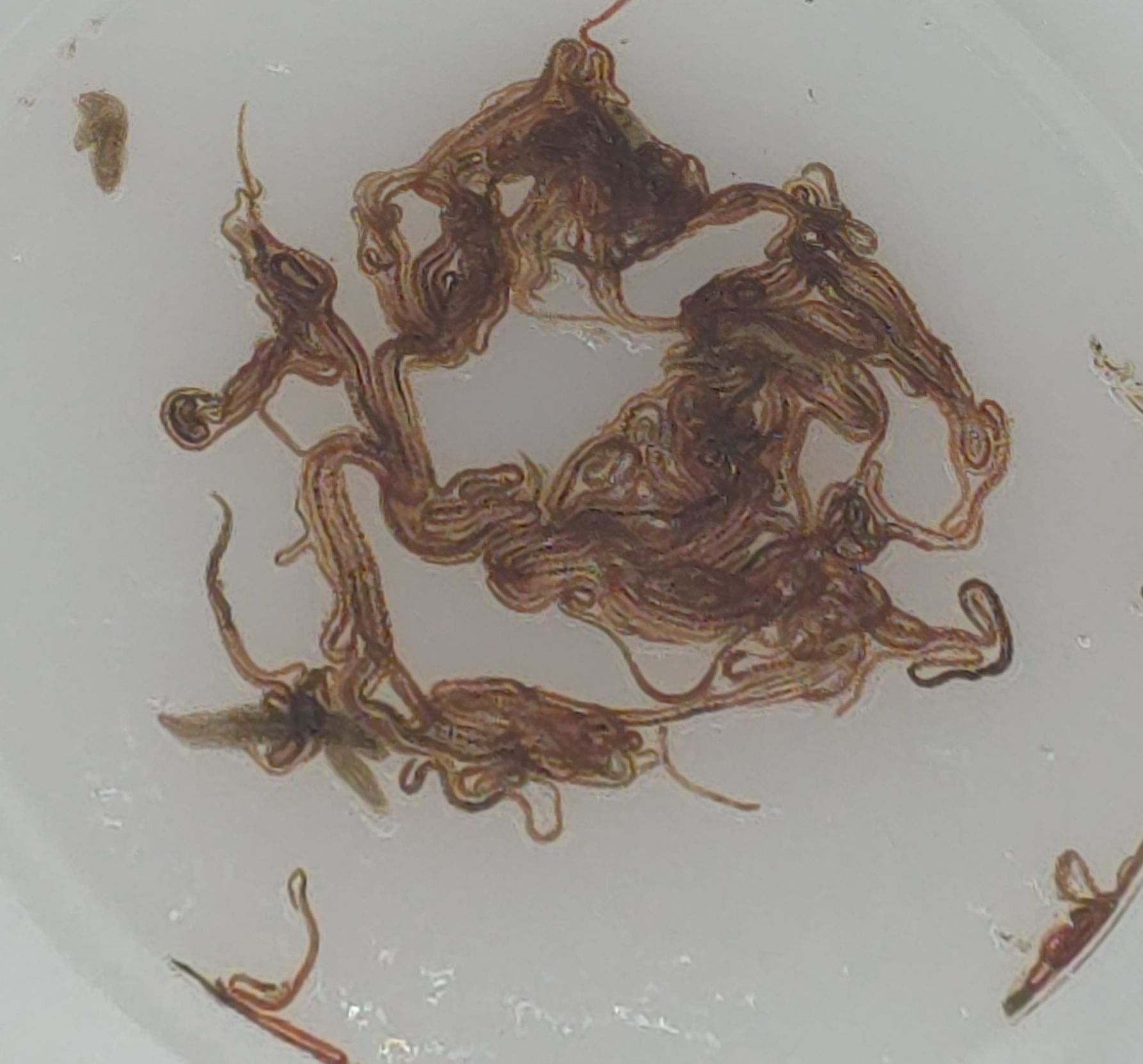 Live Black Worms - 1/4 lb | Nutritious Freshwater Fish Treats
