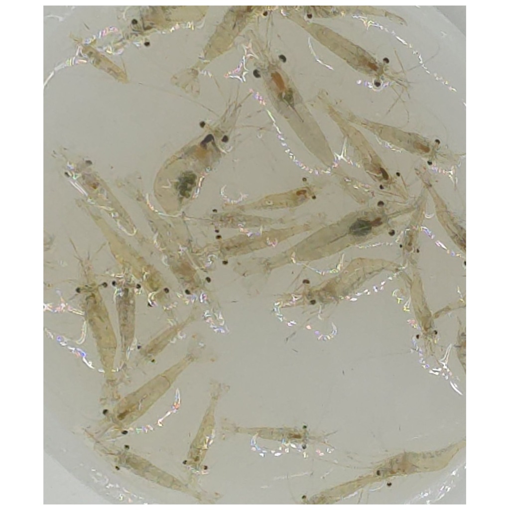 Live Ghost Shrimp - 125 Count | Fresh & Saltwater Feast