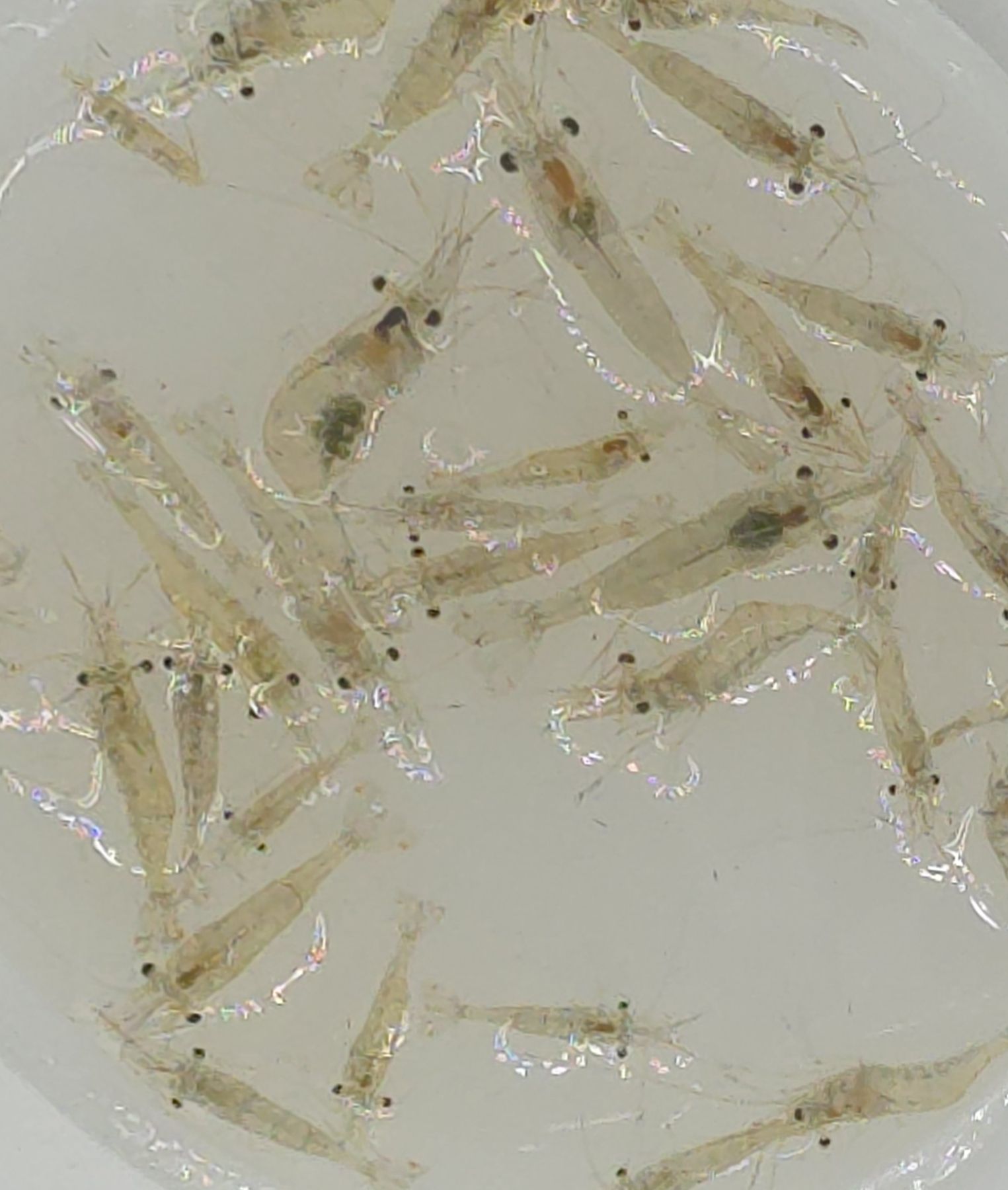 Live Ghost Shrimp - 125 Count | Fresh & Saltwater Feast