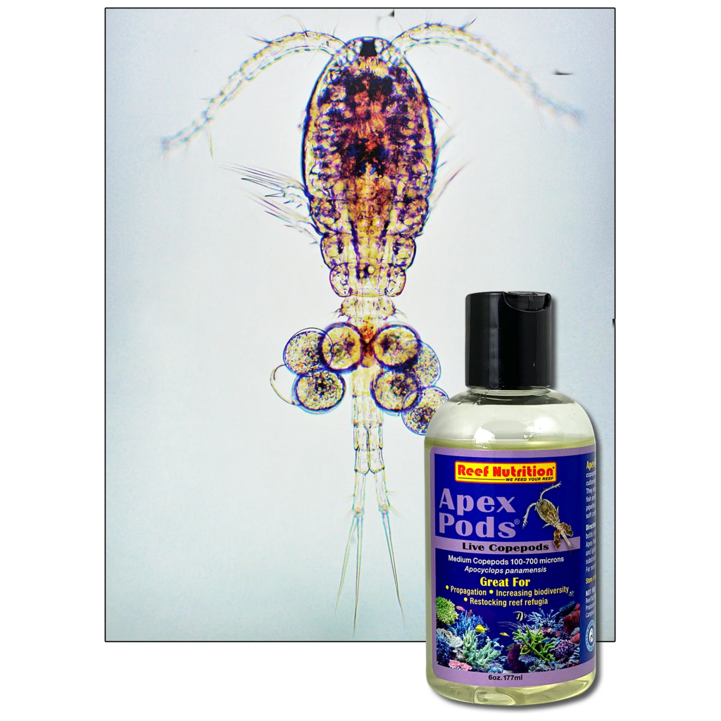 Apex-Pods Coral Food 6 oz |attracts finicky fish