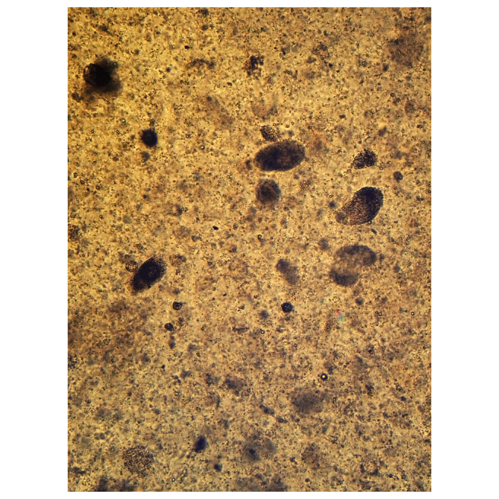 Oyster-Feast Coral Food - 6 oz