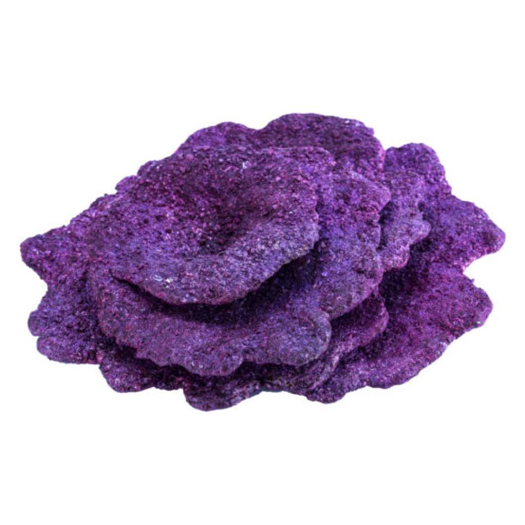 Plate Coral "Mixed Size 10 Pack" (10 Pcs) | Gulfstream Aquarium Supplies