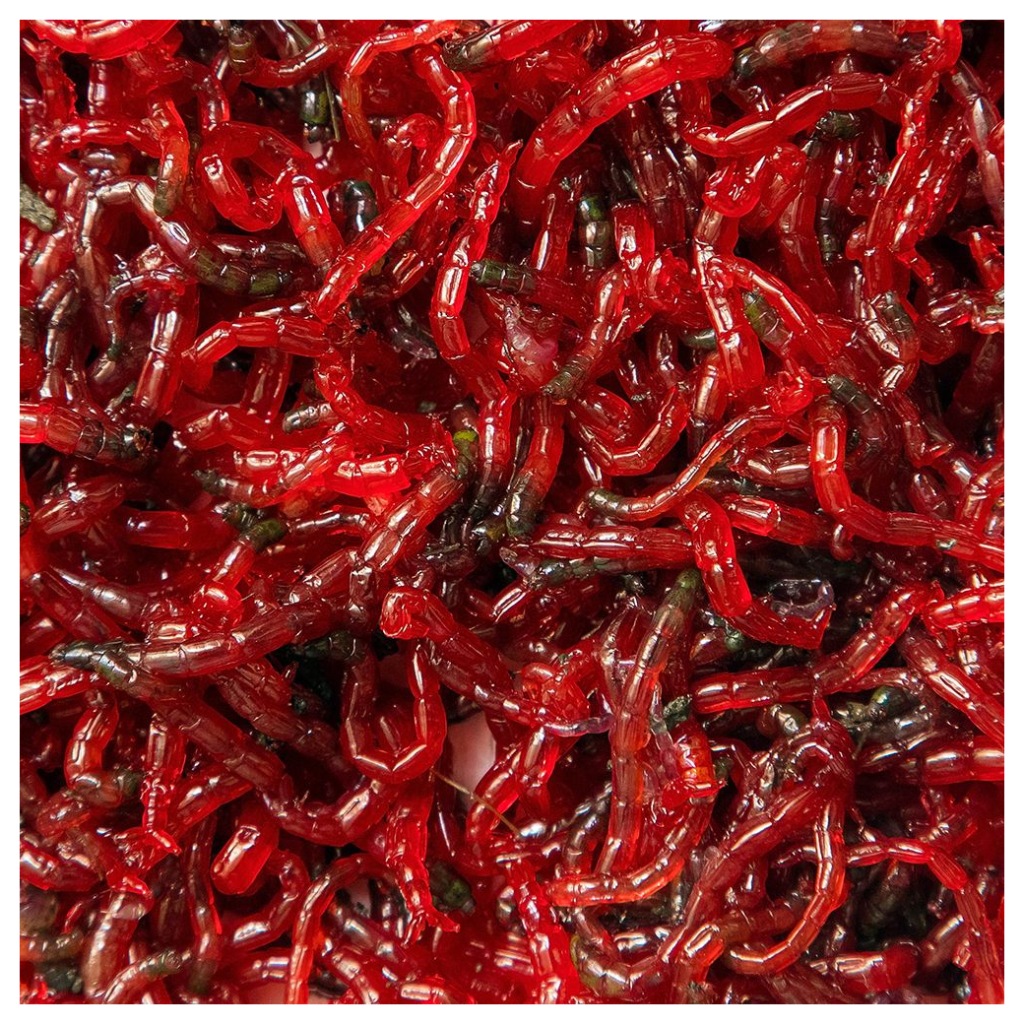 Pisces - FD Bloodworms - 0.70 oz | Gulfstream Aquarium Supplies